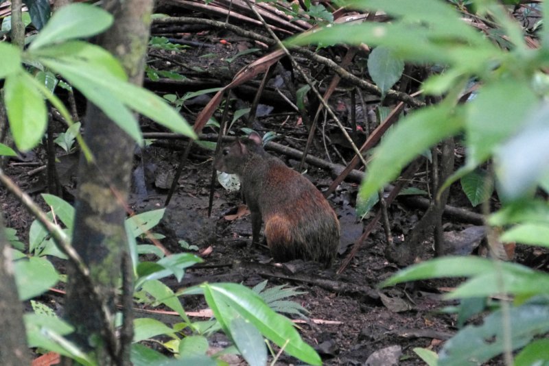 Manuel Antonio - Agouti