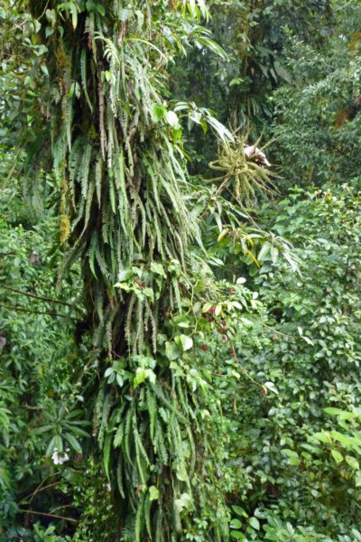 Monteverde - Epifyten
